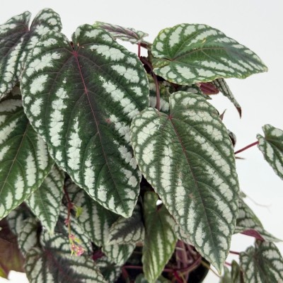 Cissus javana - Hoop 6in - Washington - Cascade Tropicals