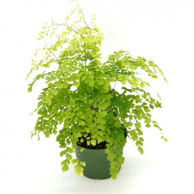 Adiantum raddianum 6in - Washington - Cascade Tropicals