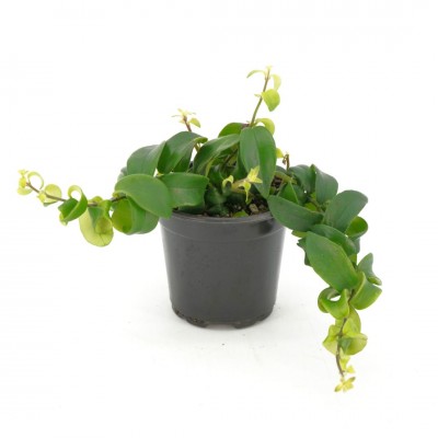 Aeschynanthus rad. 'Rasta' 4in - Washington - Cascade Tropicals