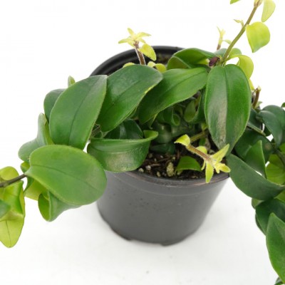 Aeschynanthus rad. 'Rasta' 4in - Washington - Cascade Tropicals