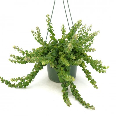 Aeschynanthus rad. 'Rasta' 4in - Washington - Cascade Tropicals