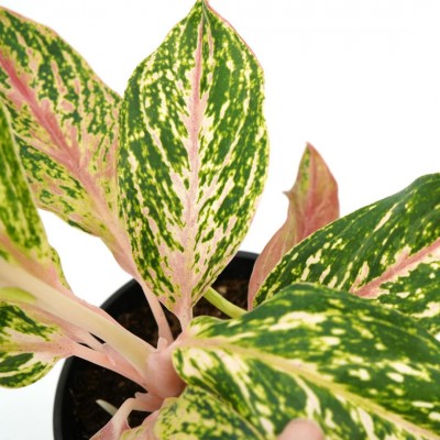 Aglaonema 'Butterfly' 8in - Washington - Cascade Tropicals