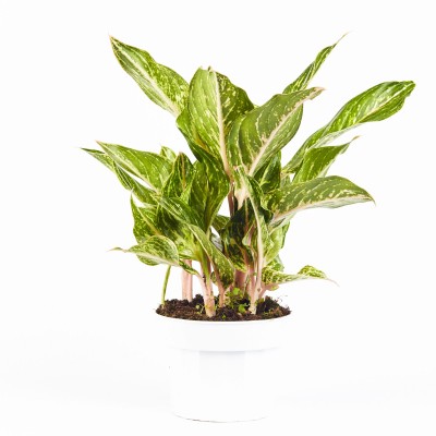 Aglaonema 'Butterfly' 8in - Washington - Cascade Tropicals