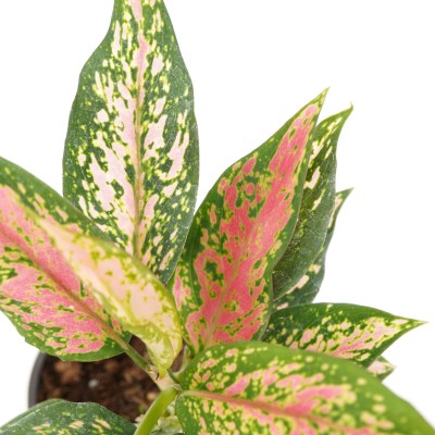 Aglaonema 'Lady Valentine' 5in - Washington - Cascade Tropicals