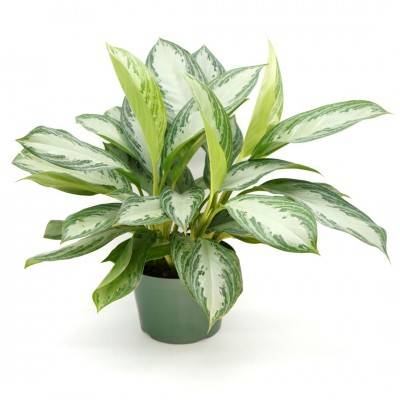 Aglaonema 'Silver Bay' 4in - Washington - Cascade Tropicals