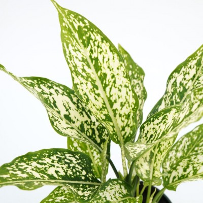 Aglaonema 'Spring Snow' 4in - Washington - Cascade Tropicals