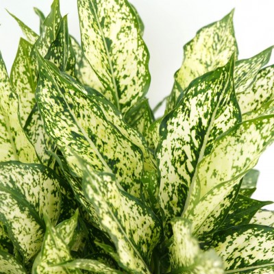 Aglaonema 'Spring Snow' 8in - Washington - Cascade Tropicals