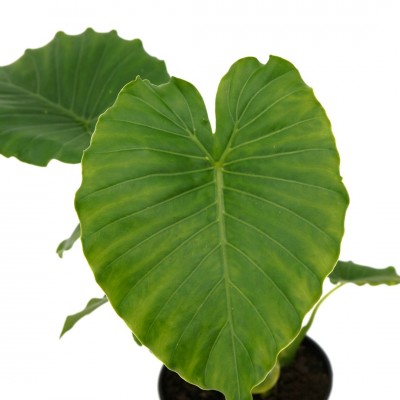 Alocasia 'Calidora' 6in - Washington - Cascade Tropicals