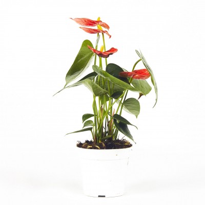 Anthurium Assorted 8in - Washington - Cascade Tropicals