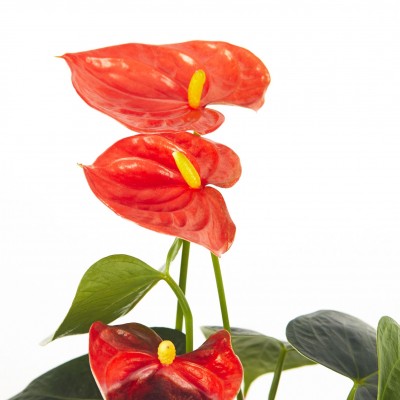 Anthurium Flowering - Assorted 4in - Washington - Cascade Tropicals