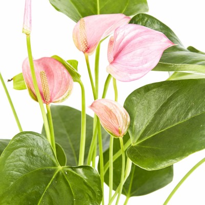 Anthurium Flowering - Assorted 4in - Washington - Cascade Tropicals