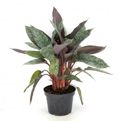 Apoballis acuminatissima 'Lavallaei' 8in - Washington - Cascade Tropicals