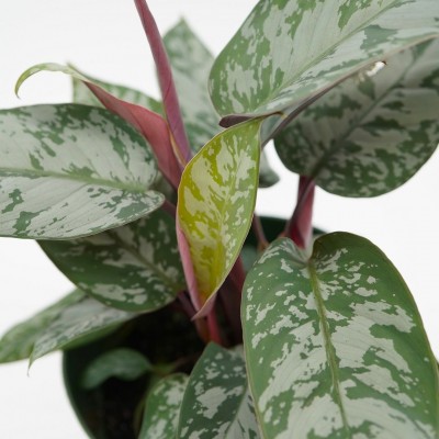 Apoballis acuminatissima 'Lavallaei' 6in - Washington - Cascade Tropicals