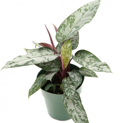 Apoballis acuminatissima 'Lavallaei' 6in - Washington - Cascade Tropicals