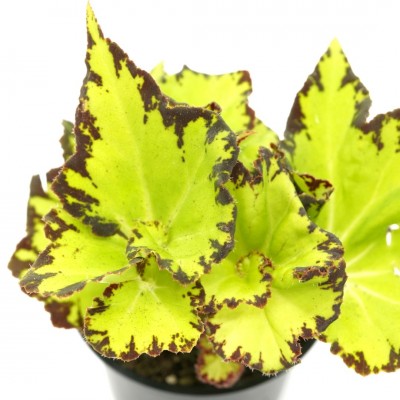Begonia 'Amelia's Kaleidoscope' 4in - Washington - Cascade Tropicals