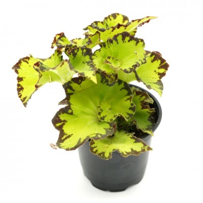 Begonia 'Amelia's Kaleidoscope' 6in - Washington - Cascade Tropicals
