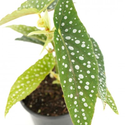 Begonia maculata Silver Spot 2in - Washington - Cascade Tropicals