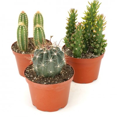 Cactus assorted 6in - Washington - Cascade Tropicals