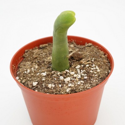 Trichocereus bridgesii monstrose 6in - Washington - Cascade Tropicals