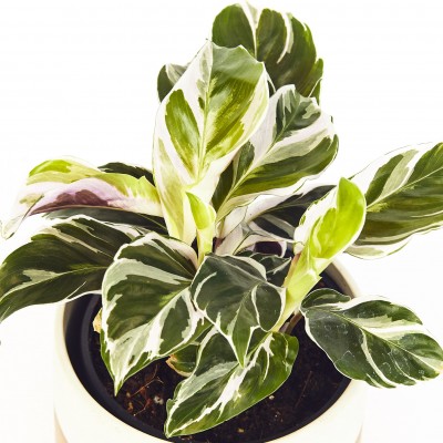 Calathea 'White Fusion' 4in - Washington - Cascade Tropicals