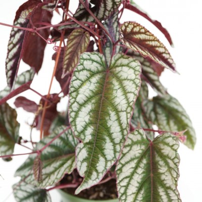 Cissus javana - stake 4in - Washington - Cascade Tropicals