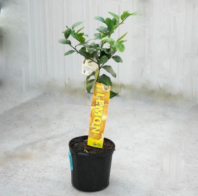 Citrus x meyeri - Standard 12in - Washington - Cascade Tropicals