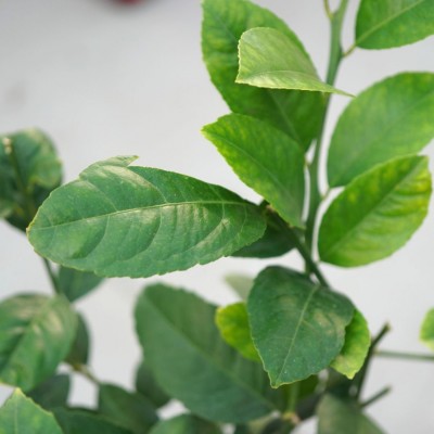 Citrus x meyeri - Standard 12in - Washington - Cascade Tropicals