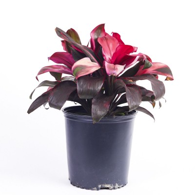 Cordyline fruticosa 'Florica' 10in - Washington - Cascade Tropicals