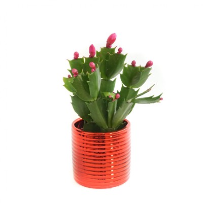 Christmas Cactus 4in - Washington - Cascade Tropicals