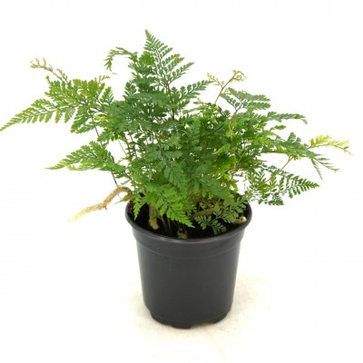 Davallia fejeensis 4in - Washington - Cascade Tropicals