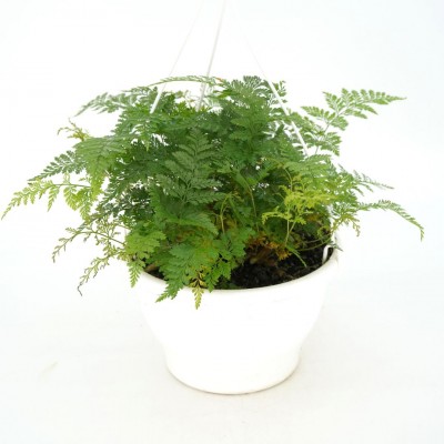 Davallia fejeensis - HB 6in - Washington - Cascade Tropicals