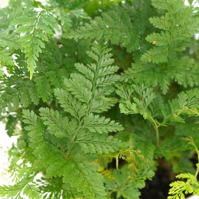 Davallia fejeensis - HB 6in - Washington - Cascade Tropicals