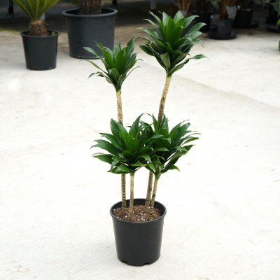 Dracaena deremensis compacta 9in - Washington - Cascade Tropicals