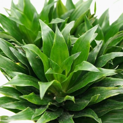 Dracaena deremensis compacta 3in - Washington - Cascade Tropicals