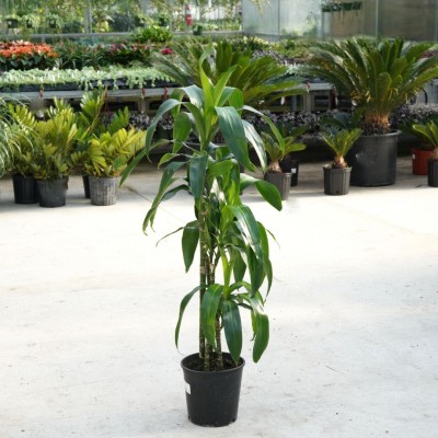 Dracaena frag. 'Lisa' - cane 3ft 9in - Washington - Cascade Tropicals