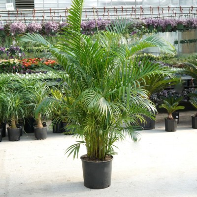 Dypsis lutescens 14in - Washington - Cascade Tropicals