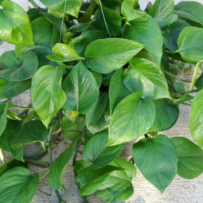 Epipremnum aur. 'Green Queen' - HB 9in - Washington - Cascade Tropicals