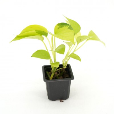 Epipremnum aur. 'Neon' 3in - Washington - Cascade Tropicals