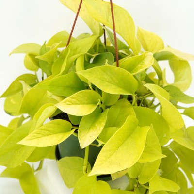 Epipremnum aur. 'Neon' - HB 6in - Washington - Cascade Tropicals