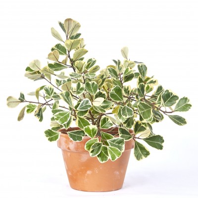 Ficus triangularis variegata 6in - Washington - Cascade Tropicals