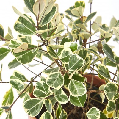 Ficus triangularis variegata 4in - Washington - Cascade Tropicals