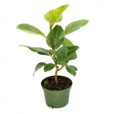 Ficus altissima 6in - Washington - Cascade Tropicals