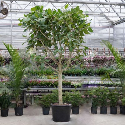 Ficus beng. Audrey - standard 21in - Washington - Cascade Tropicals
