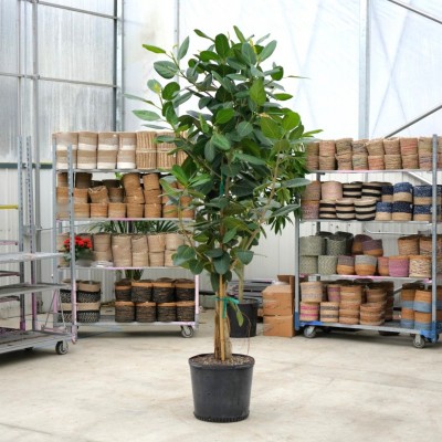 Ficus beng. Audrey - standard 17in - Washington - Cascade Tropicals