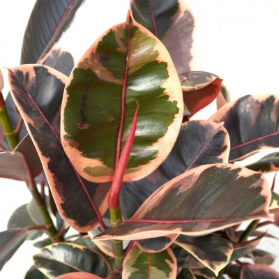 Ficus elastica 'Ruby' 12in - Washington - Cascade Tropicals