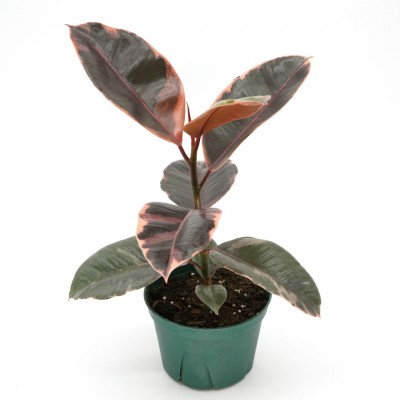 Ficus elastica 'Ruby' - single 6in - Washington - Cascade Tropicals