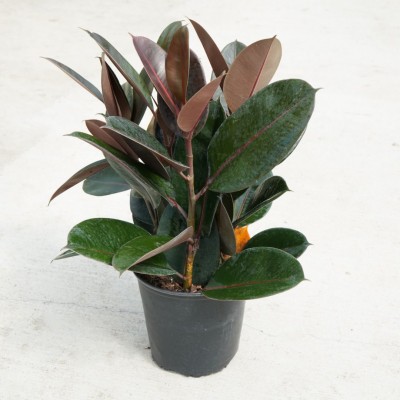 Ficus elastica 'Burgundy' 8in - Washington - Cascade Tropicals