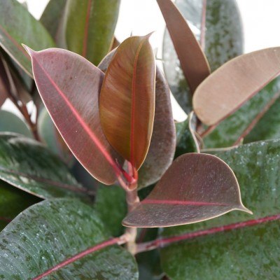 Ficus elastica 'Burgundy' 8in - Washington - Cascade Tropicals