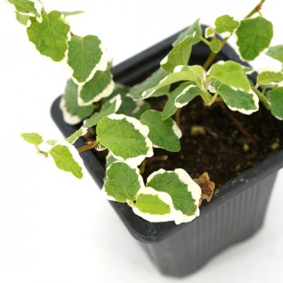 Ficus pumila 'Variegata' 3in - Washington - Cascade Tropicals