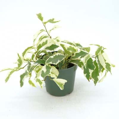 Ficus radicans variegata 4in - Washington - Cascade Tropicals